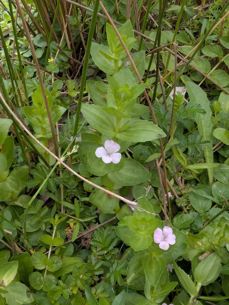 Austral Brooklime from Maragle NSW 2653, Australia on November 29, 2024 ...