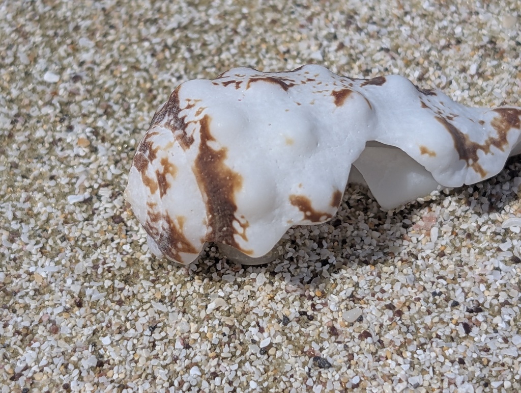 Morum tuberculosum from San Cristobal, Ecuador on November 28, 2024 at ...