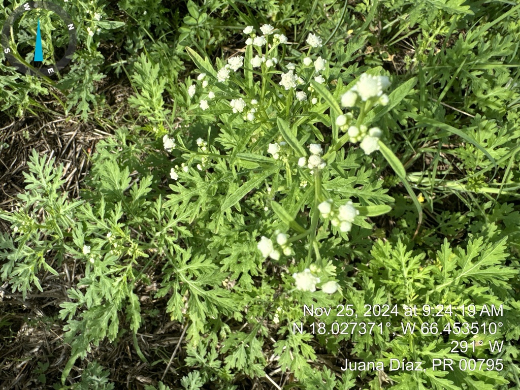 Santa Maria feverfew from Puerto Rico, Juana Díaz, PR, US on November ...