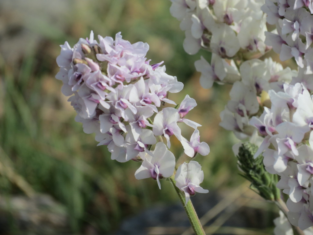 White Point-vetch (Denver-Boulder Metro Area: Yellow, White and Green ...