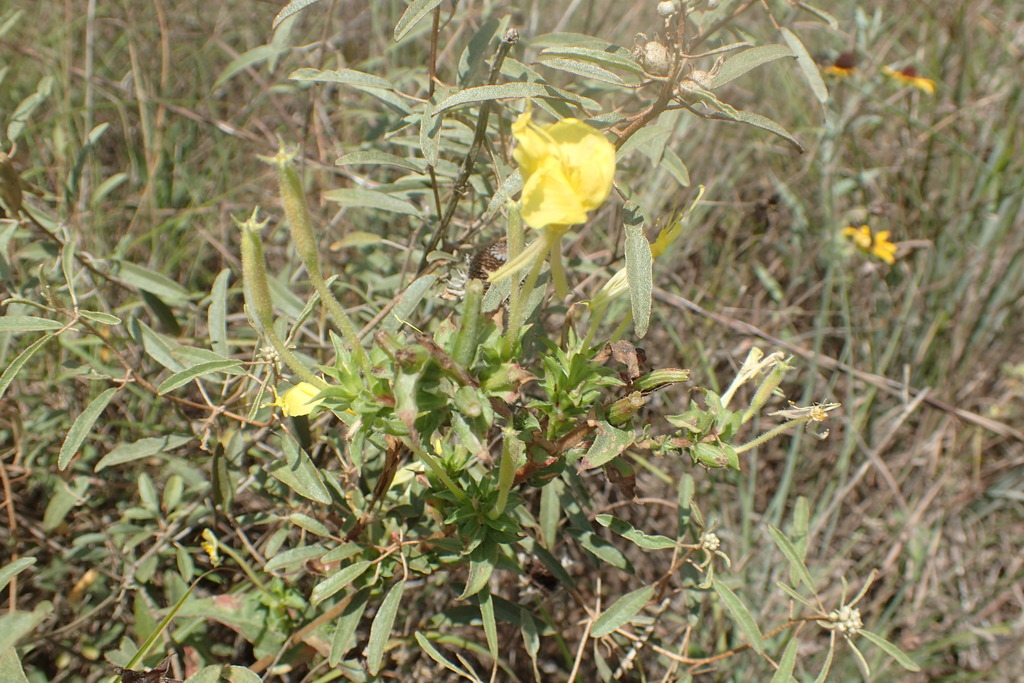 hairy evening primrose from Freestone County, TX, USA on July 18, 2019 ...