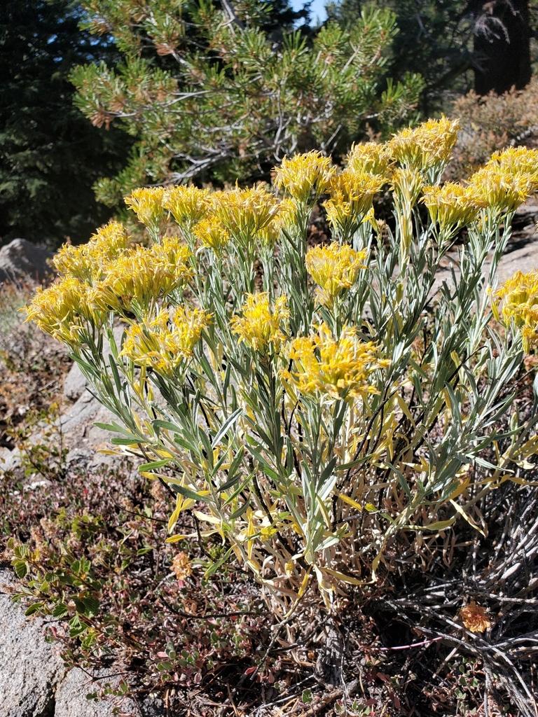 Rubber Rabbitbrush from Alpine County, Eldorado National Forest, US-CA ...