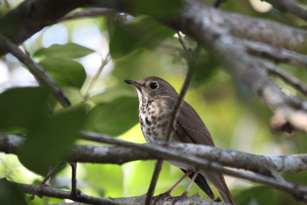 Hermit Thrush from Wilkerson Creek Park, The Villages, FL, USA on ...