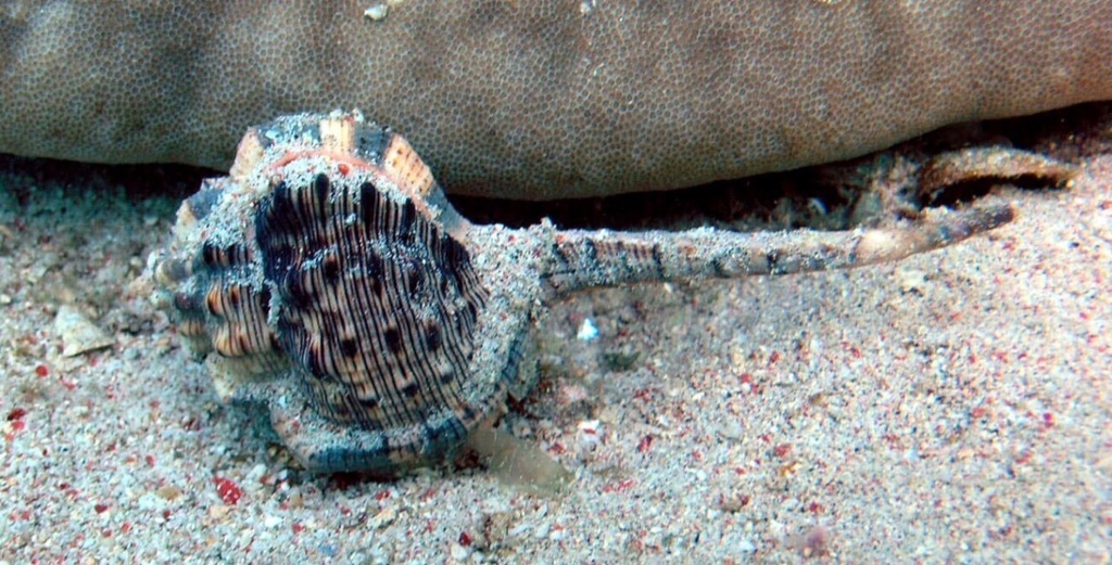 Snipe's Bill from Puerto Galera, Philippines (Sabang Wrecks) on April 9 ...
