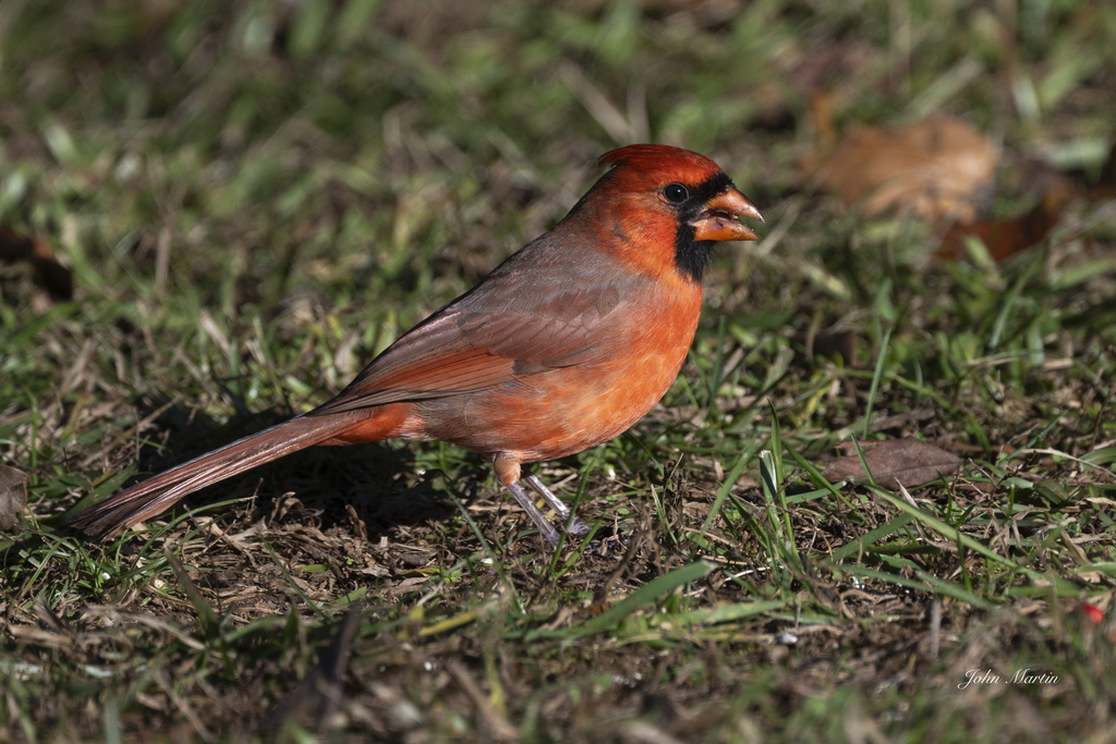Northern Cardinal from Rutledge Acres, Gaffney, SC, USA on November 28 ...