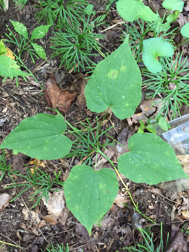 Four-leaved Yam (Dioscorea quaternata) - Botanical Realm