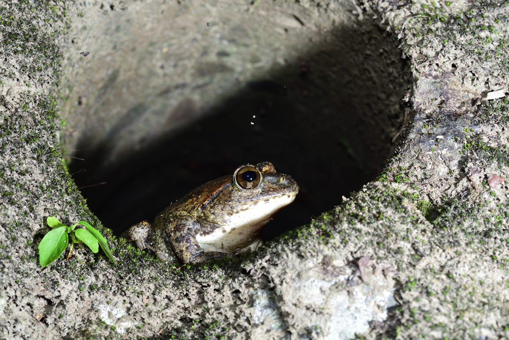 Robust Kajika Frog from 843台灣高雄市美濃區 on November 28, 2024 at 07:48 PM by Tzu-lun Hung · iNaturalist