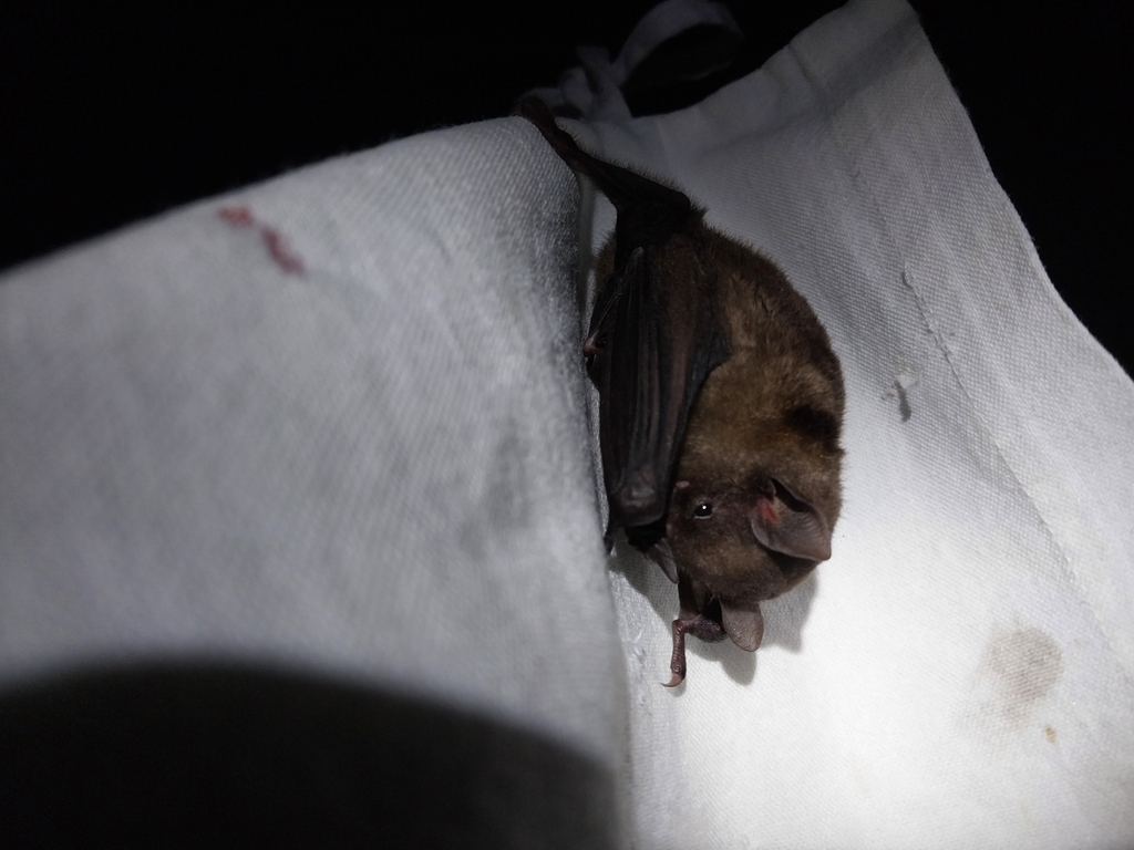 Talamancan Yellow-shouldered Bat in November 2024 by Federico A ...
