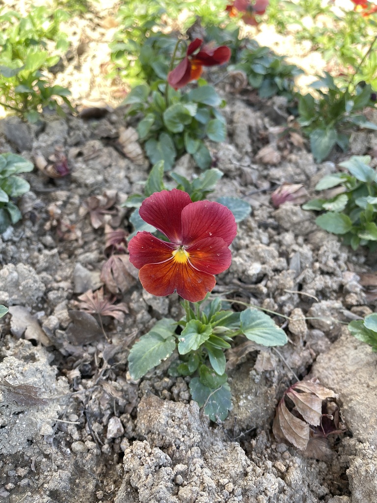 Horned Pansy from 惠风邻里中心, 宁波市, 浙江省, CN on November 29, 2024 at 11:58 AM ...