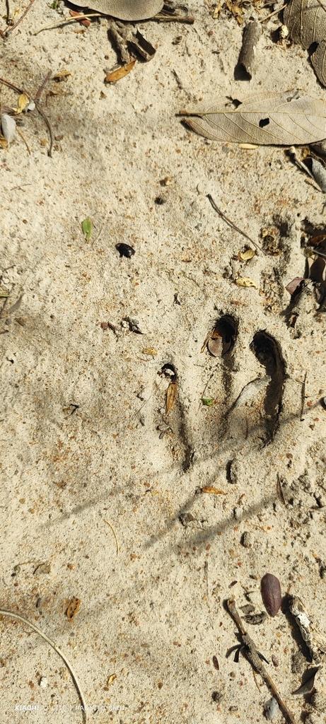Vertebrates from Machanga, Mozambique on November 20, 2024 at 06:33 PM ...
