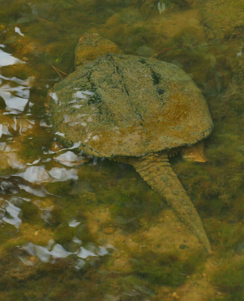 Common Snapping Turtle from Ravenwood Culvert, Raleigh, NC 27606, USA ...