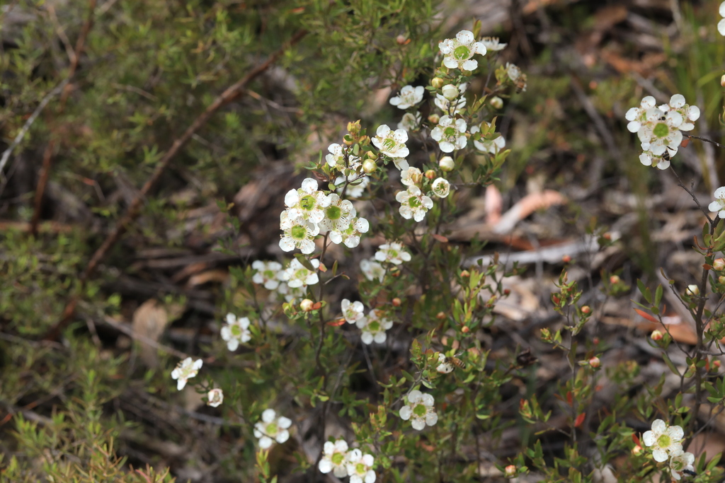 large-fruited tea tree from Blue Mountains, NSW, Australia on November ...