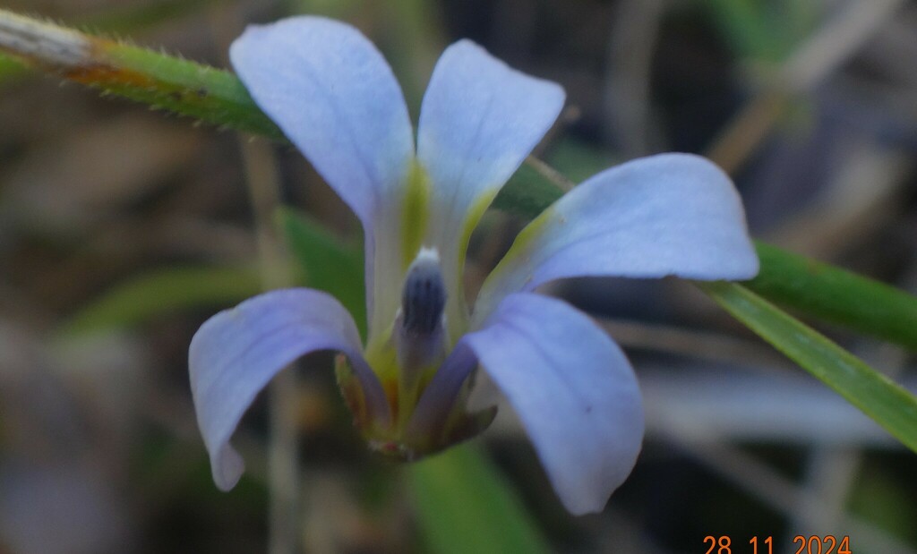 Hypsela from St Leonards VIC 3223, Australia on November 28, 2024 at 10 ...