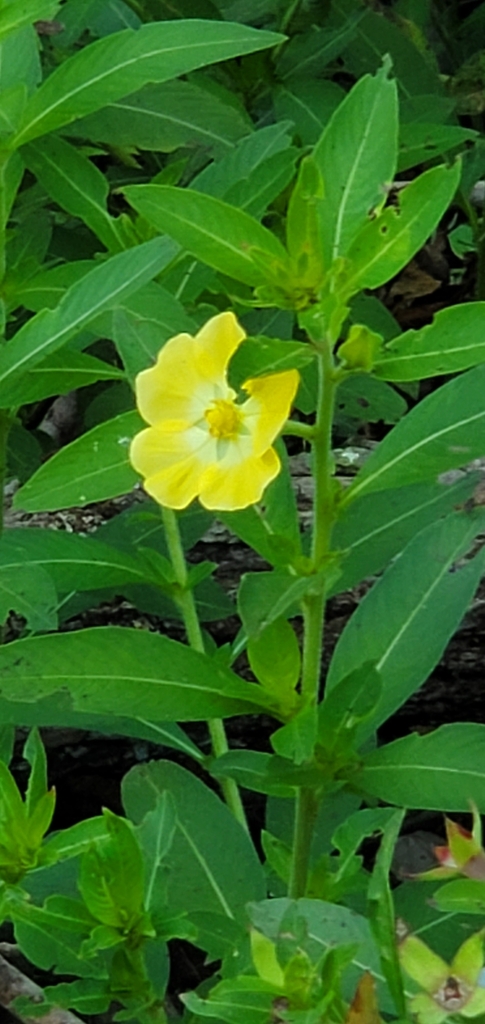 Peruvian primrose-willow from Lakeland, FL 33815, USA on November 25 ...