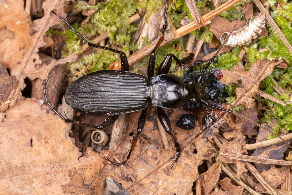 Apotomopterus from 中国云南省临沧市耿马傣族佤族自治县 on November 28, 2024 at 07:28 PM ...