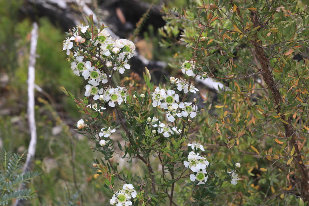 large-fruited tea tree from Blue Mountains, NSW, Australia on November ...