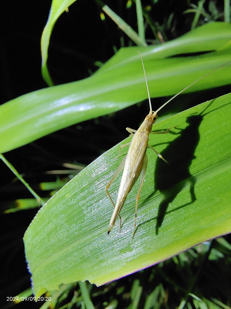 Common Tree Crickets from Chuxiong Yi, Yunnan, China on September 9 ...