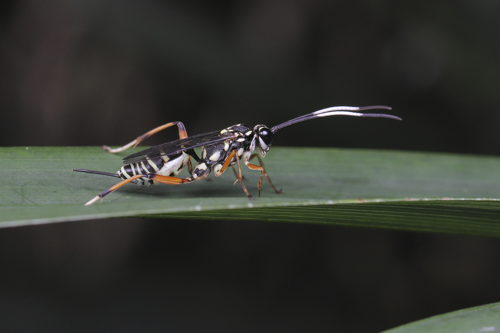 Gotra octocinctus from 中国浙江省宁波市余姚市柿林村 邮政编码: 315165 on August 12, 2019 ...