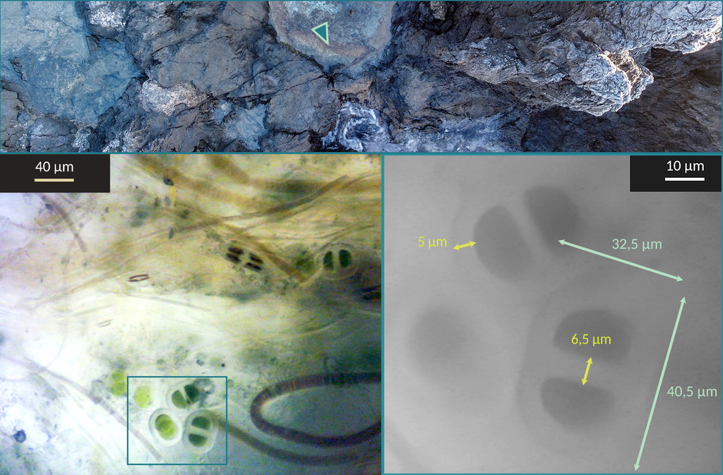 Chroococcus from 87029 Scalea CS, Italia on November 27, 2024 at 08:03 ...