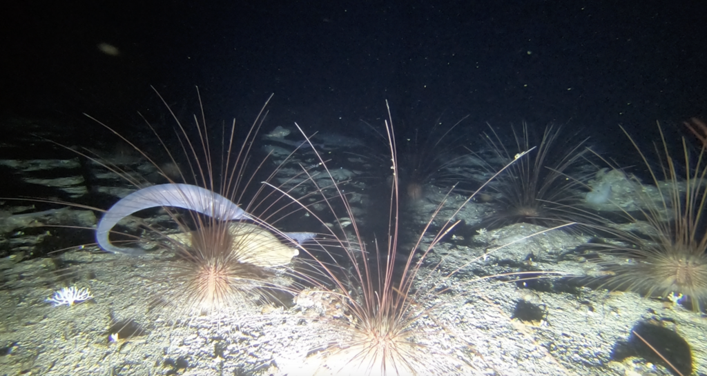 Aspidodiadema tonsum from Northland, New Zealand on November 7, 2024 at ...