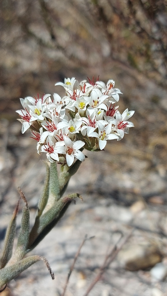 Crassula scabra from Malmesbury Farms, Cape Town, 7300, South Africa on ...