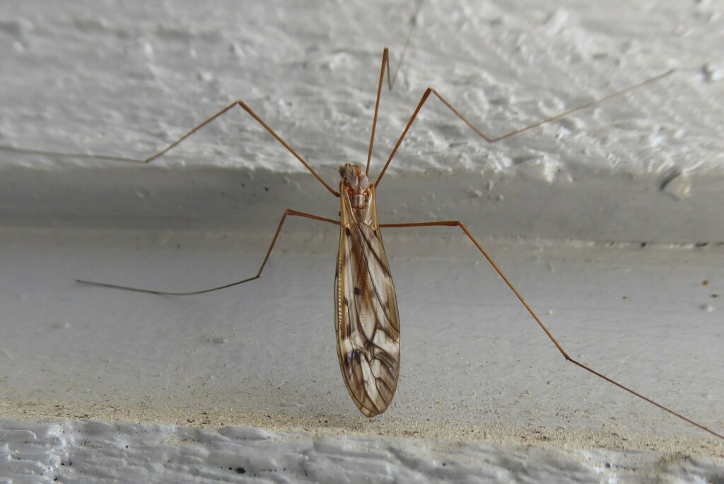 Swamp Crane Fly from Waikouaiti, New Zealand on October 17, 2024 at 10: ...