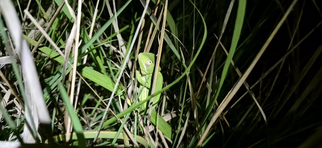 Flap-necked Chameleon from Ballito, South Africa on November 20, 2024 ...