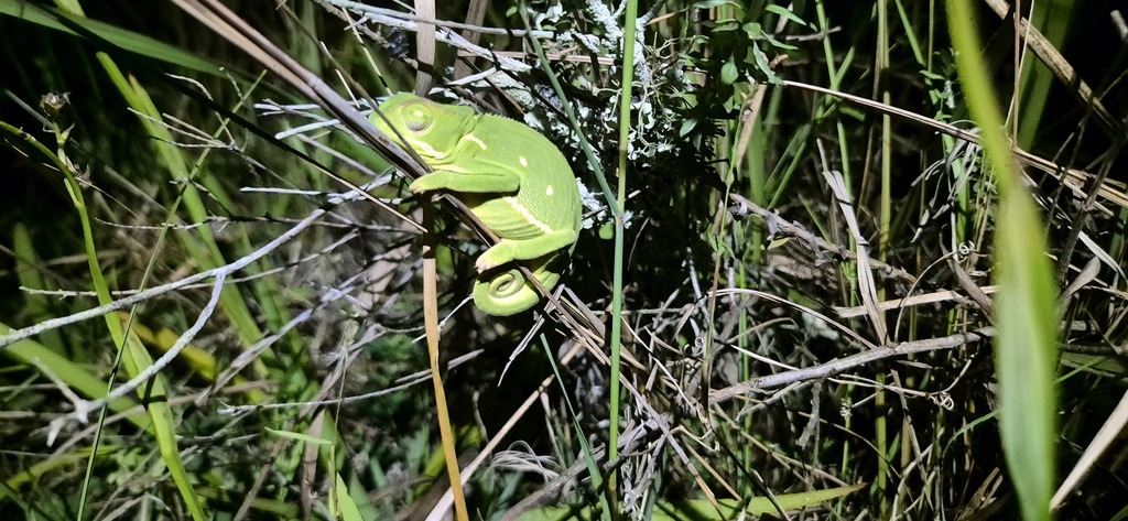 Flap-necked Chameleon from Ballito, South Africa on November 20, 2024 ...