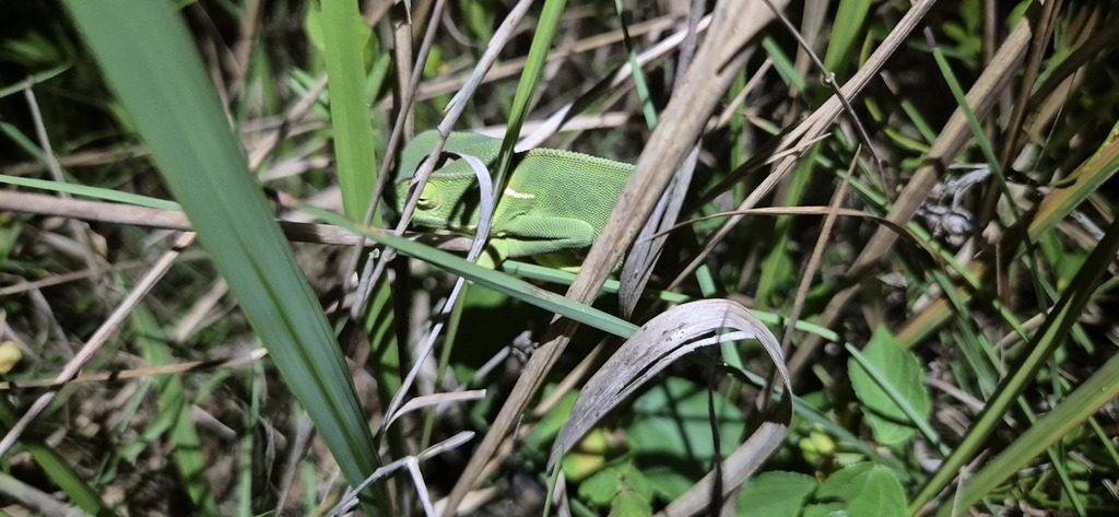 Flap-necked Chameleon from Ballito, South Africa on November 20, 2024 ...