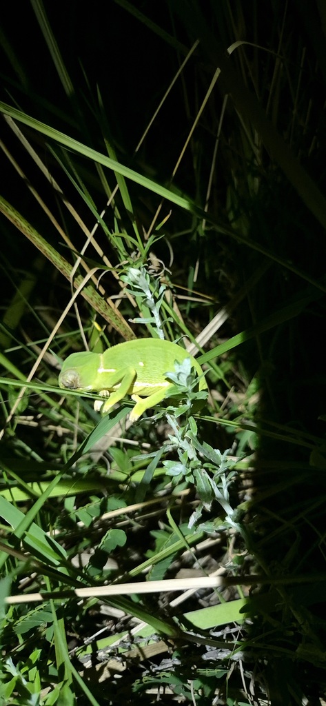 Flap-necked Chameleon from Ballito, South Africa on November 20, 2024 ...