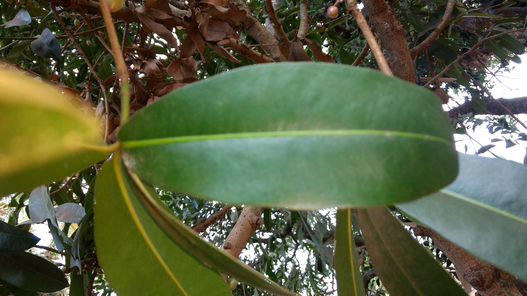 Calophyllum soulattri Burm.fil.