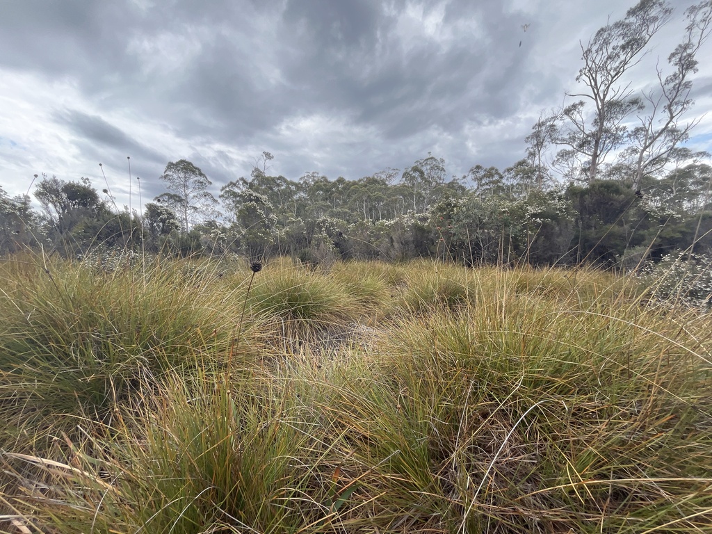 Button Grass from Waratah/Wynyard - Pt B, AU-TS, AU on November 29 ...
