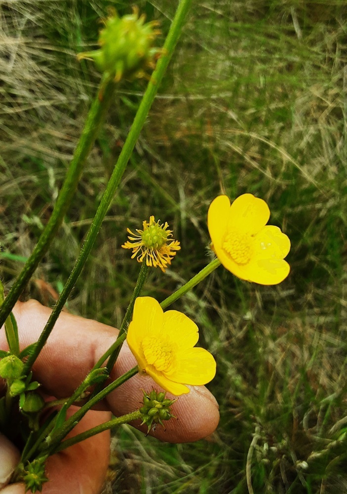 Australian Buttercup from Jenolan State Forest, NSW 2790, Australia on ...
