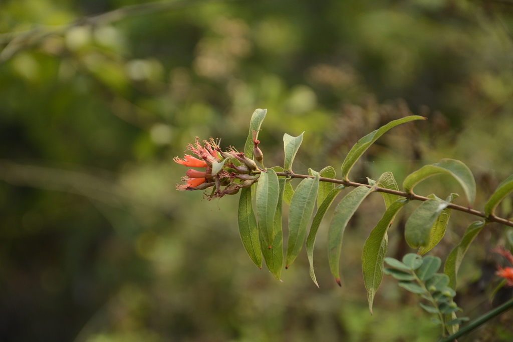 Fire-flame bush from Uttara Kannada, Karnataka, India on April 3, 2017 ...