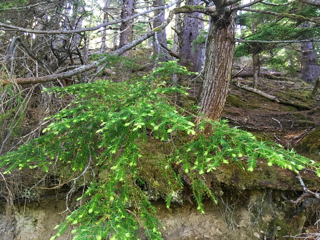 western hemlock (Tsuga heterophylla) - Botanical Realm