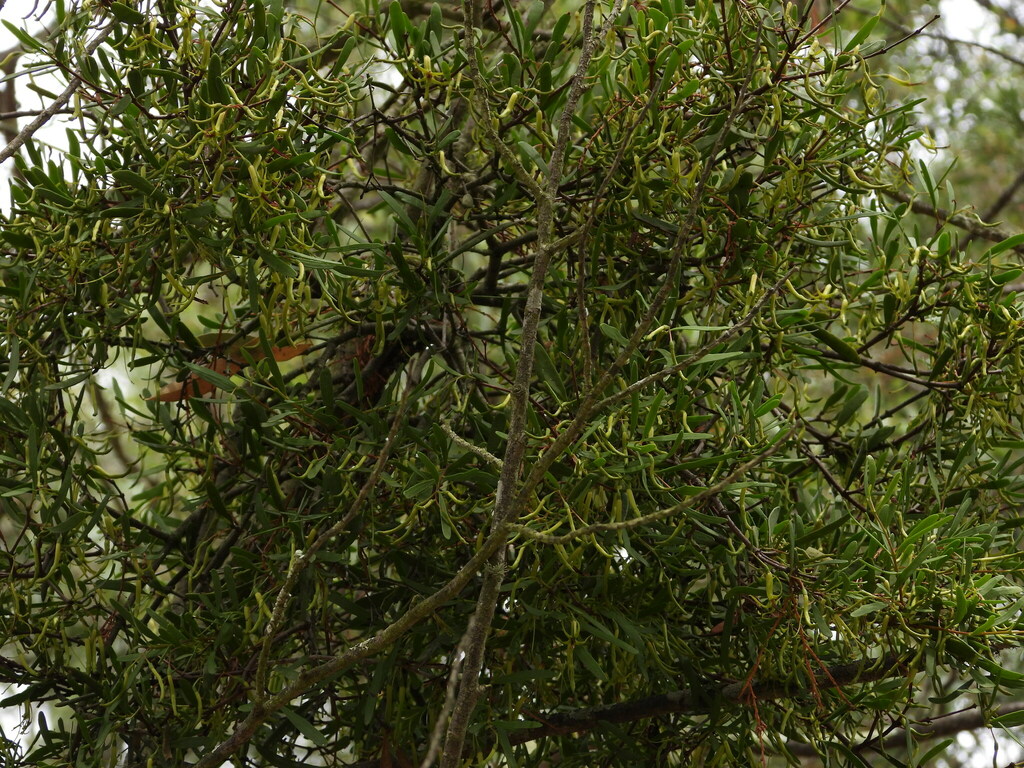 Muellerina bidwillii from 2039 Dunville Loop Rd, Bogee NSW 2849 ...