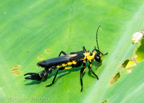 Ichthyurus maior · iNaturalist