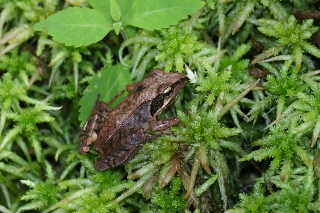 Japanese Brown Frog from Sakyo Ward, Kyoto, Japan on August 03, 2024 at ...