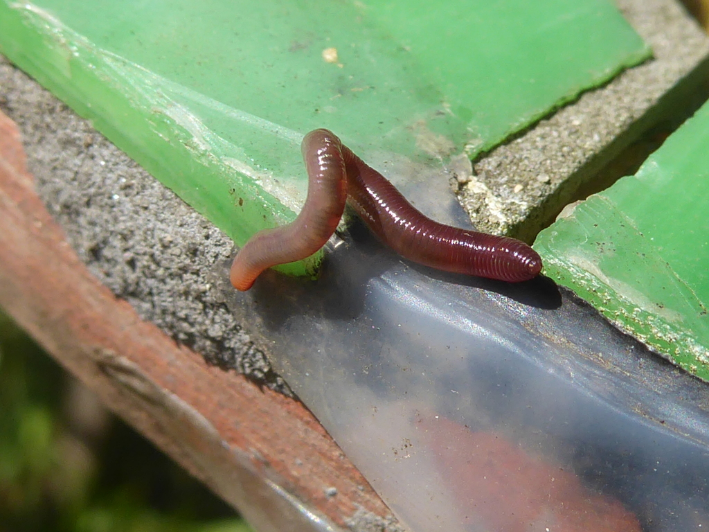 Common Earthworm in September 2024 by specedex. Found in the water of a ...
