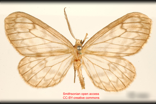 Astyochia signata · iNaturalist Mexico