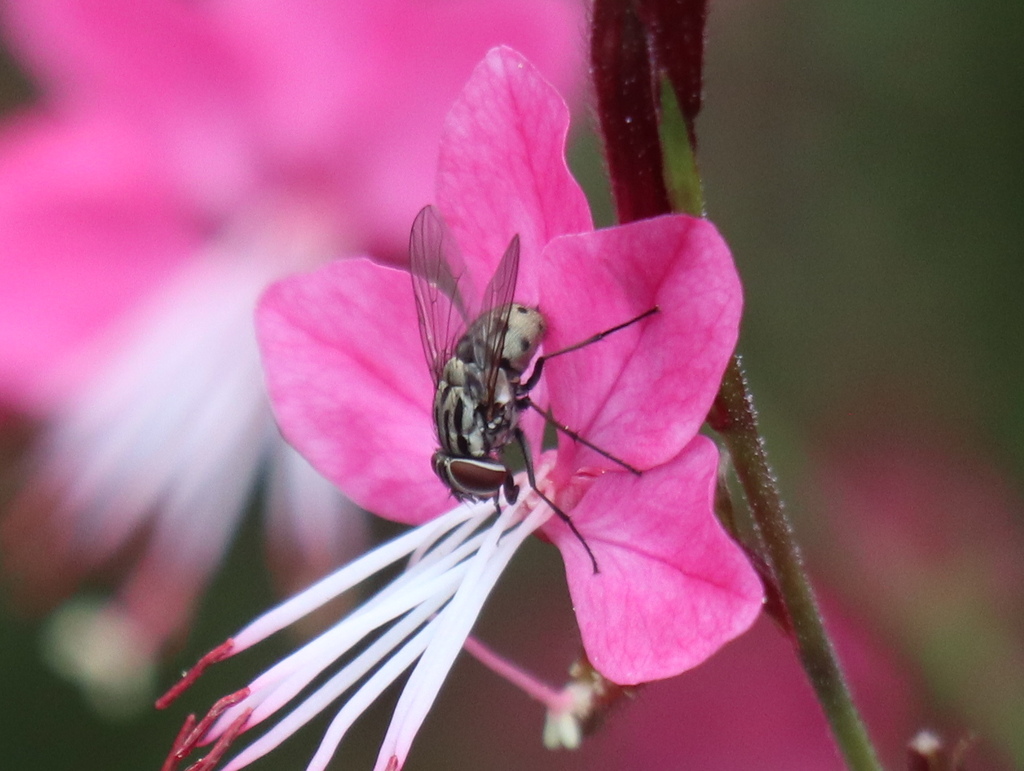 Graphomya in September 2024 by akanemothlover · iNaturalist