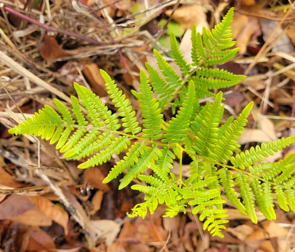 common bracken from Glen Burnie, MD, USA on November 28, 2024 at 02:01 ...