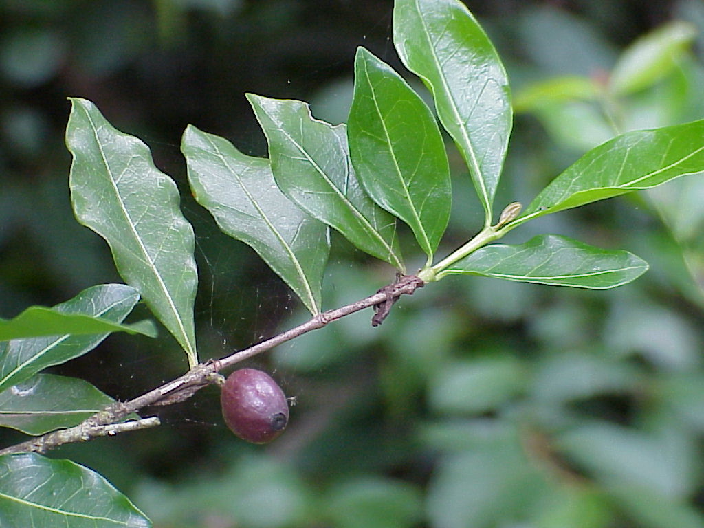 Coffea racemosa Lour.