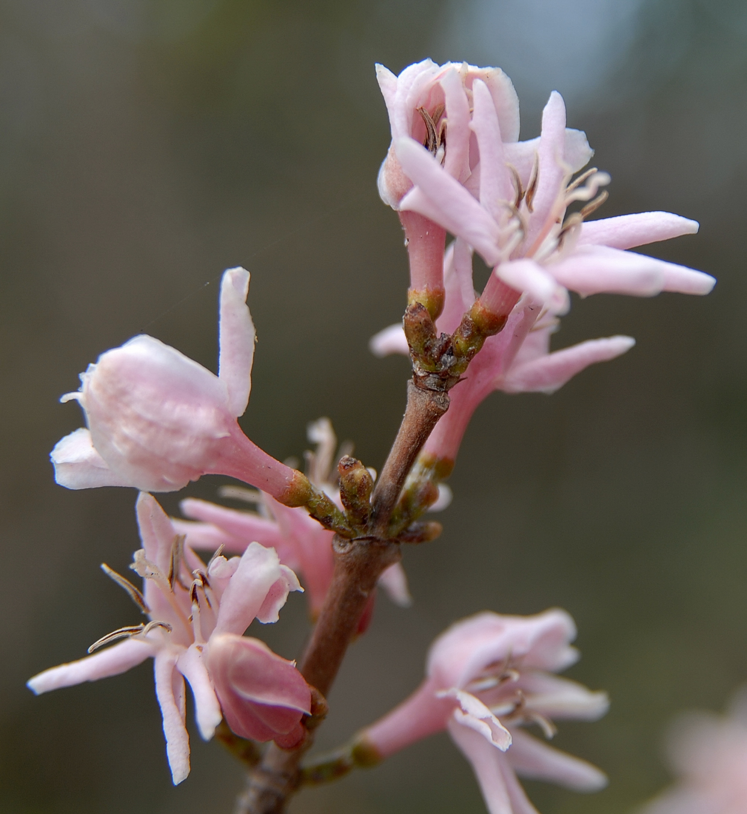 Coffea racemosa Lour.