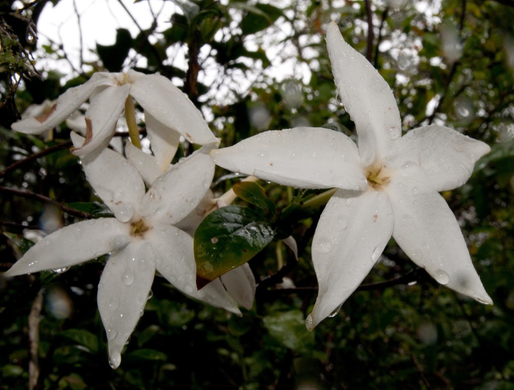 Saman Pichcha Flower