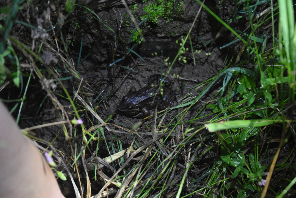 Mustached Frog from Departamento de Treinta y Tres, Uruguay on November ...