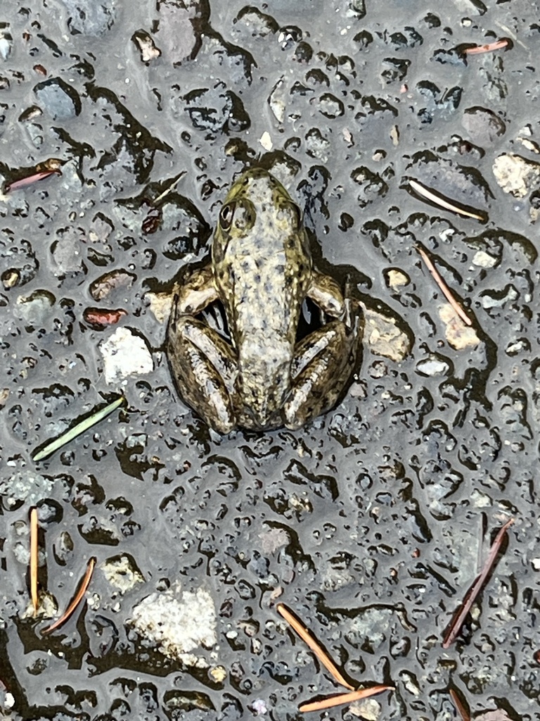 American Bullfrog from Millersylvania State Park, Olympia, WA, US on ...
