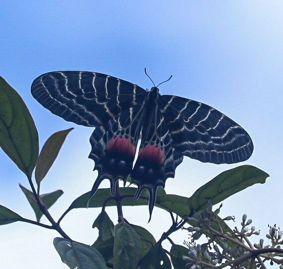 Ludlow's Bhutan Swallowtail in August 2024 by Karma Jamtsho. Trashigang ...
