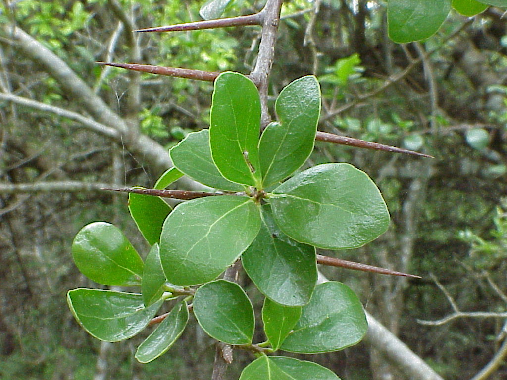 Dovyalis revoluta Thom