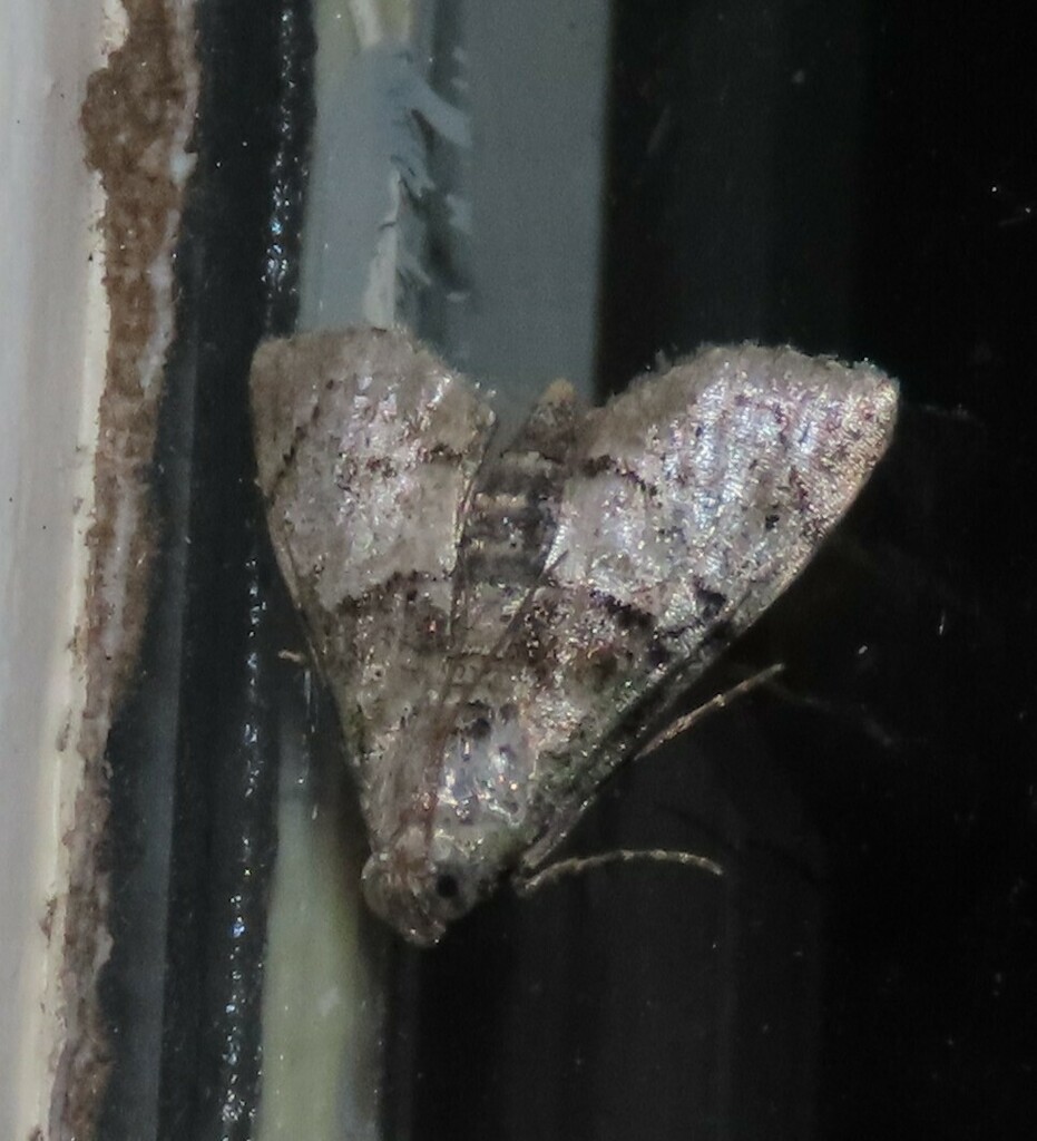 Macalla glastianalis from Alamo Country Club, Alamo TX on November 29 ...